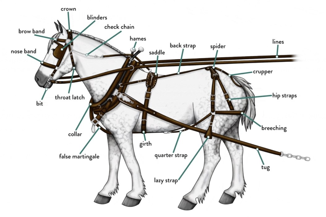 Harness Facts | Cornerstone Ranch